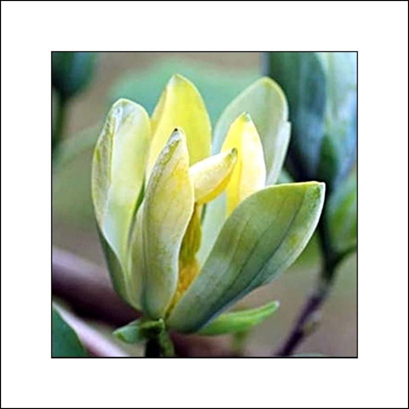 Magnolia Blue Opal - Variété caduque, la première à boutons floraux bleus