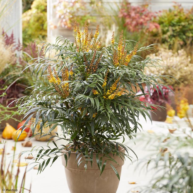Mahonia Volcano - Variété hybride à feuillage très fin et floraison ...