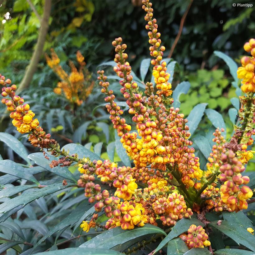 Mahonia Volcano - Variété hybride à feuillage très fin et floraison ...