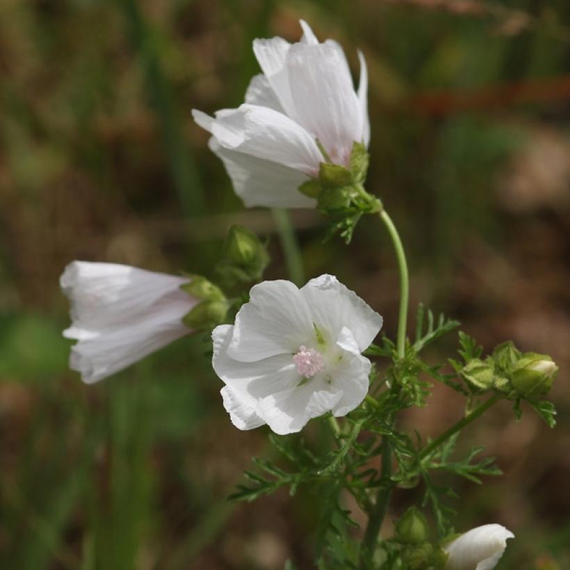 Malva moschata Alba - Mauve musquée à fleurs blanches