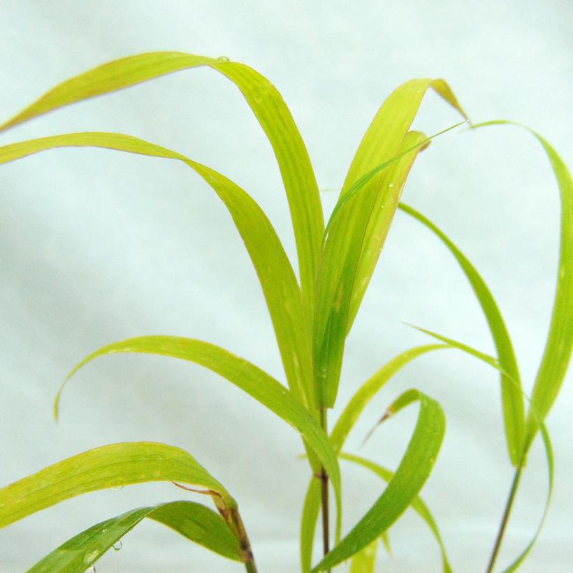 Melica altissima Atropurpurea - Mélique - Graminée vivace très ornementale
