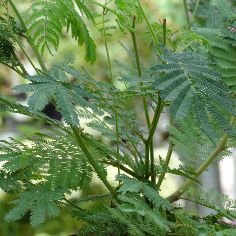 Mimosa d'hiver - Acacia dealbata - Arbuste persistant à floraison jaune