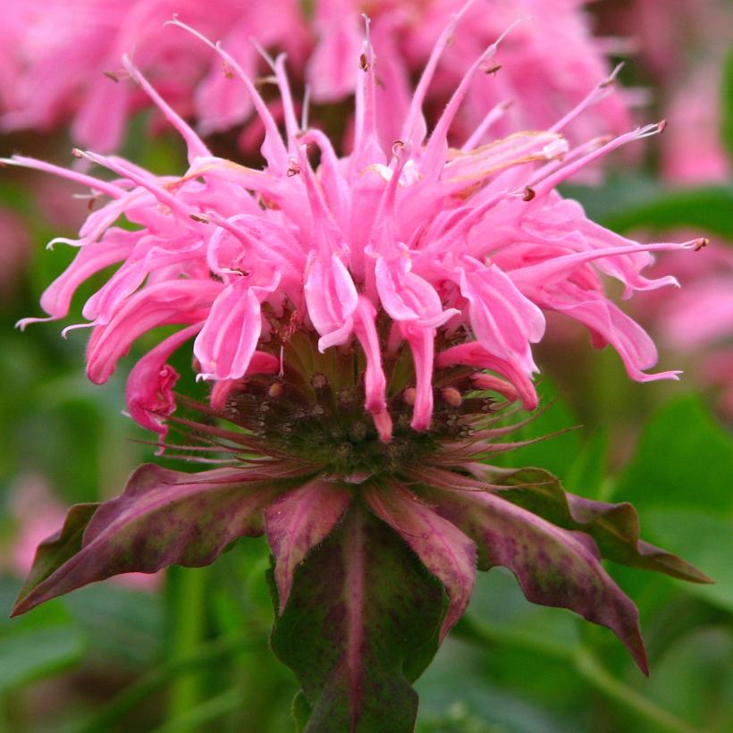 Monarde Croftway Pink - Monarda - Bergamote à fleurs rose tendre