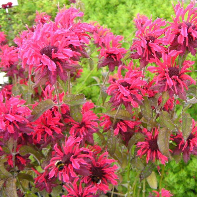 Monarde Feuerschopf - Monarda - Vivace aromatique à fleurs rouge pourpré