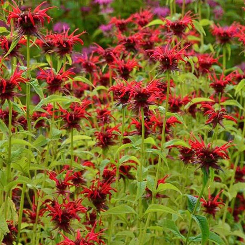 Monarde Squaw - Monarda Bergamote - Vivace aromatique à fleurs rouge ...
