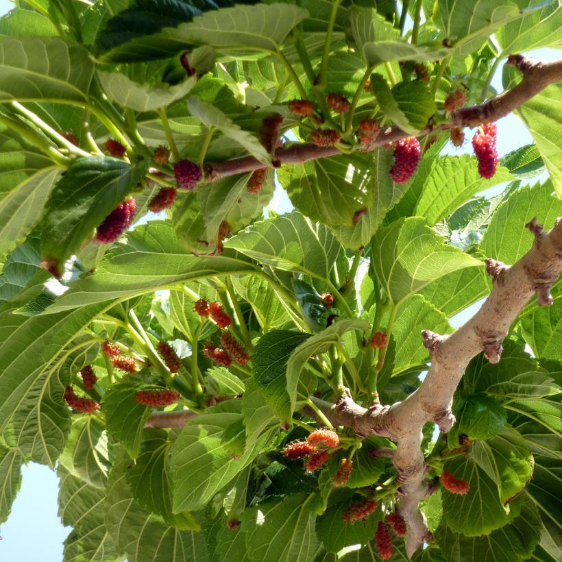 Morus kagayamae, bombycis, australis - Mûrier platane ou à feuilles de ...