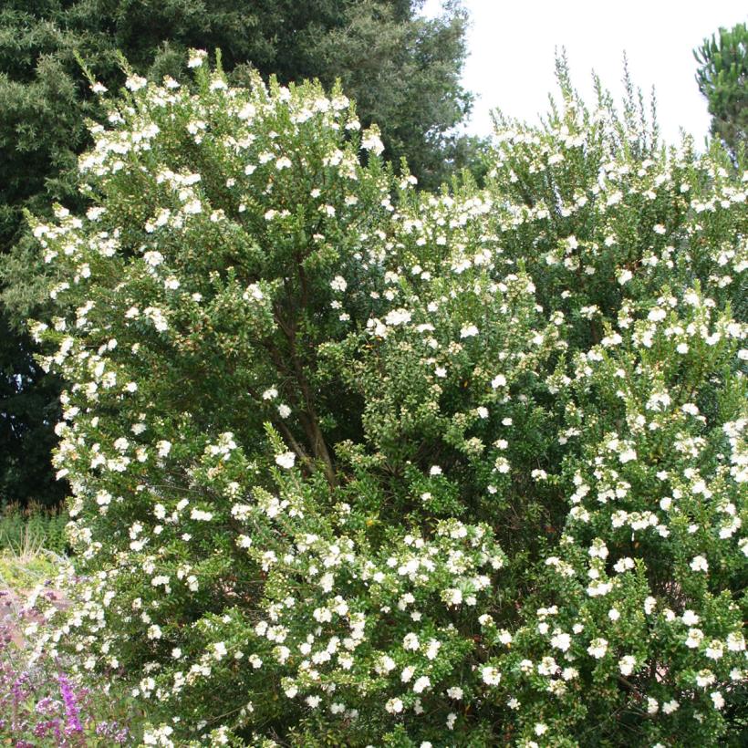 Myrtus communis - Myrte commun, Nerte - Arbuste persistant ...