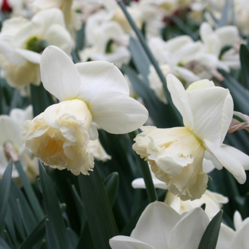 Narcissus Art Design - Un narcisse unique à trompette double dans un ...