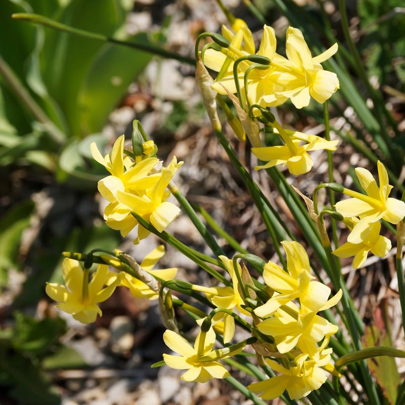 Narcissus triandrus Hawera - Narcisse des Glénan - petites fleurs jaune ...