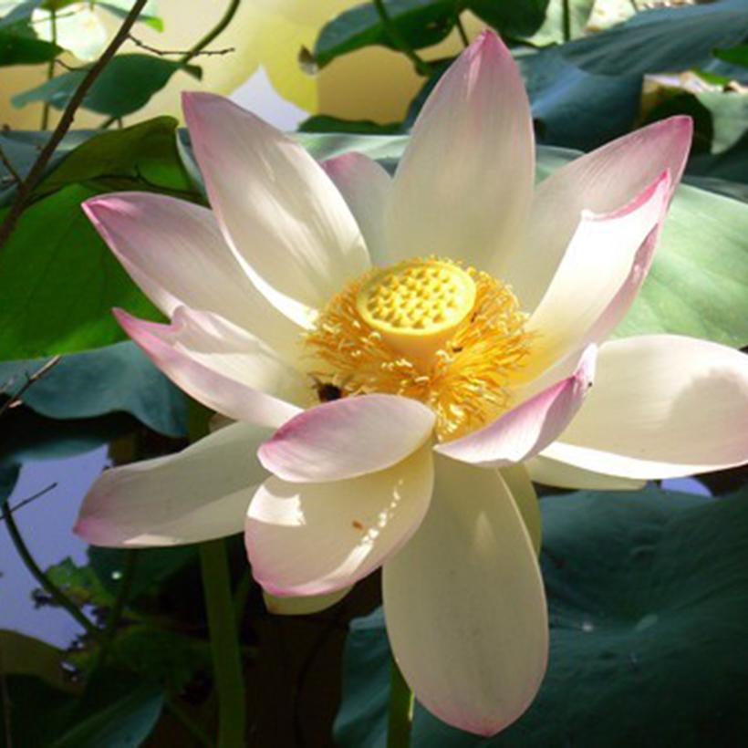 Nelumbo nucifera - Lotus sacré - Lotus d'Orient aux fleurs roses ...