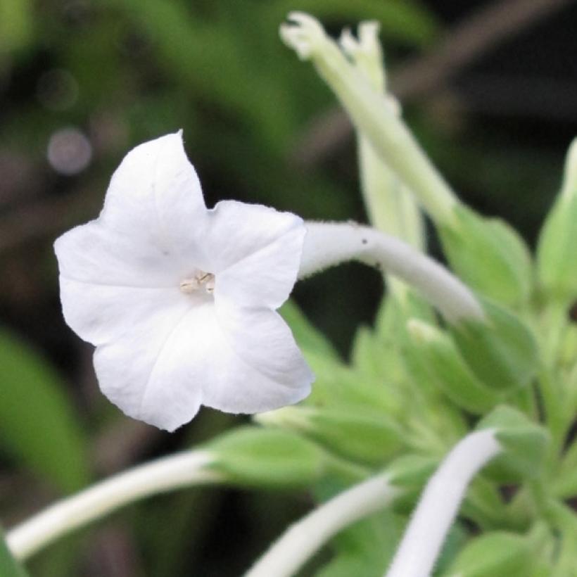 Tabac d'ornement - Nicotiana sylvestris.