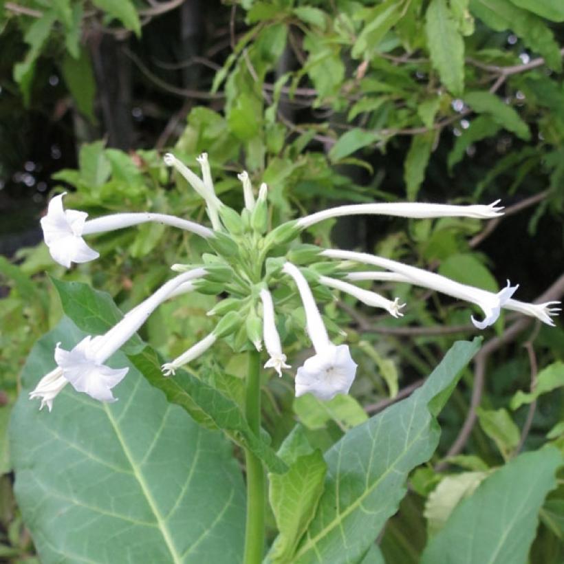 Tabac d'ornement - Nicotiana sylvestris.