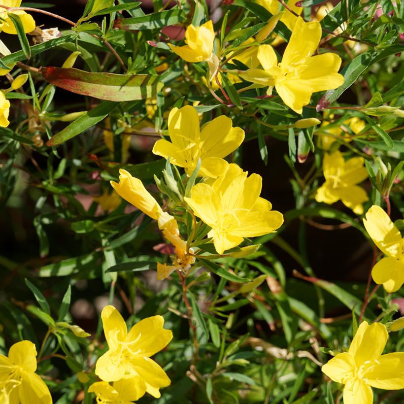 Oenothera African Sun - Onagre hybride - Vivace au port étalé et aux ...