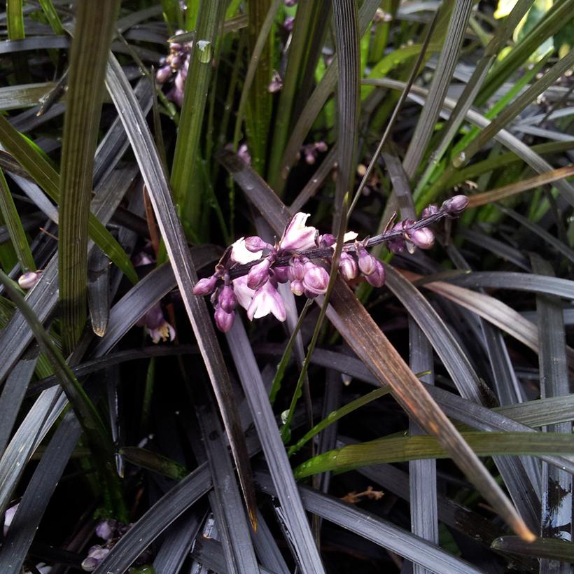 Ophiopogon planiscapus Black Dragon - Barbe de serpent au feuillage ...