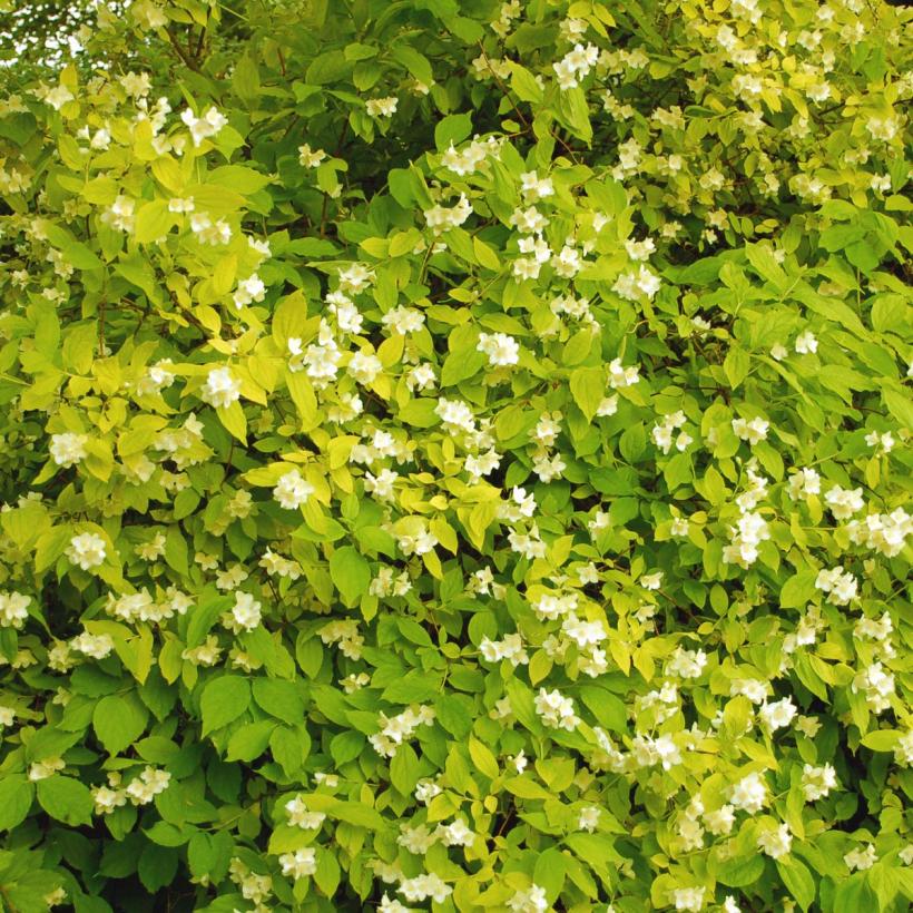 Philadelphus coronarius Aureus - Seringat des jardins à feuillage doré