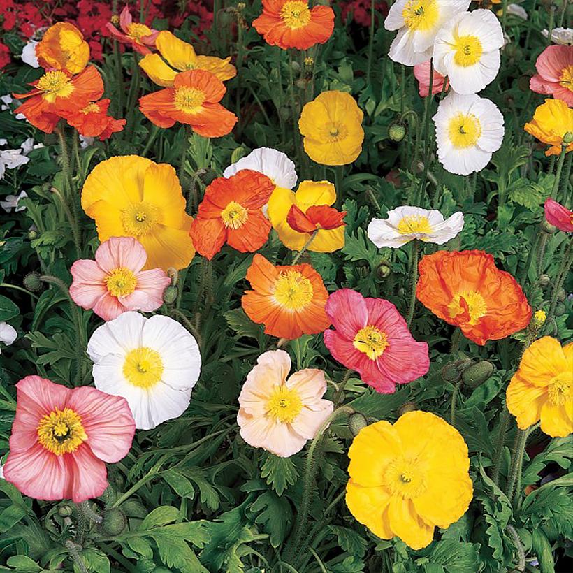 Papaver nudicaule Champagne Bubbles Mix - Pavot d'Islande hybride en ...