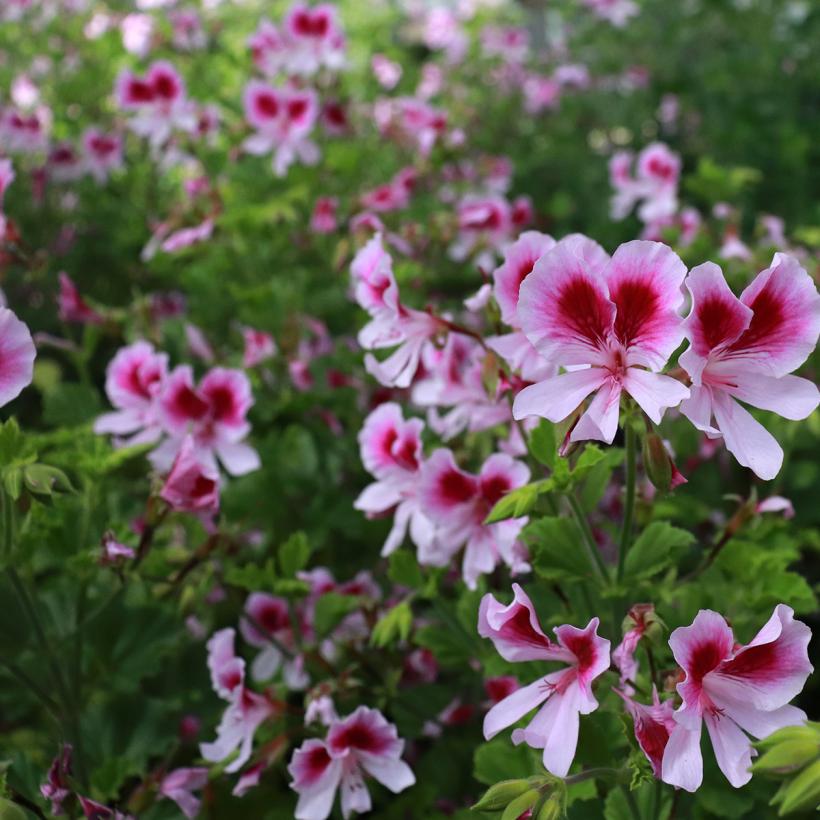 Pelargonium Kettlebaston - Géranium odorant à fleurs roses et parfum citron