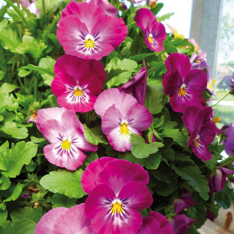 Pensée à Fleurs Moyennes Ulitma Radiance Pink - Viola wittrockiana ...