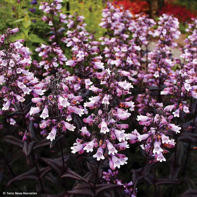 Penstemon digitalis Dakota Burgundy - Variété vivace compacte au ...