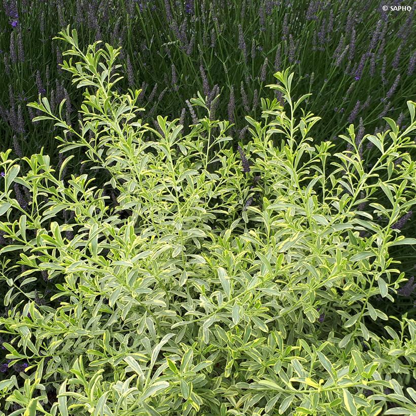 Philotheca myoporoides Gold Touch Panroue - Eriostemon panaché de jaune - Arbuste persistant ...