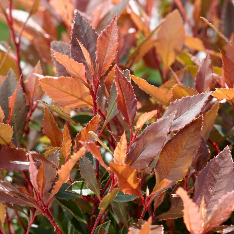 Photinia fraseri Chico - Arbuste compact à feuillage rouge puis vert
