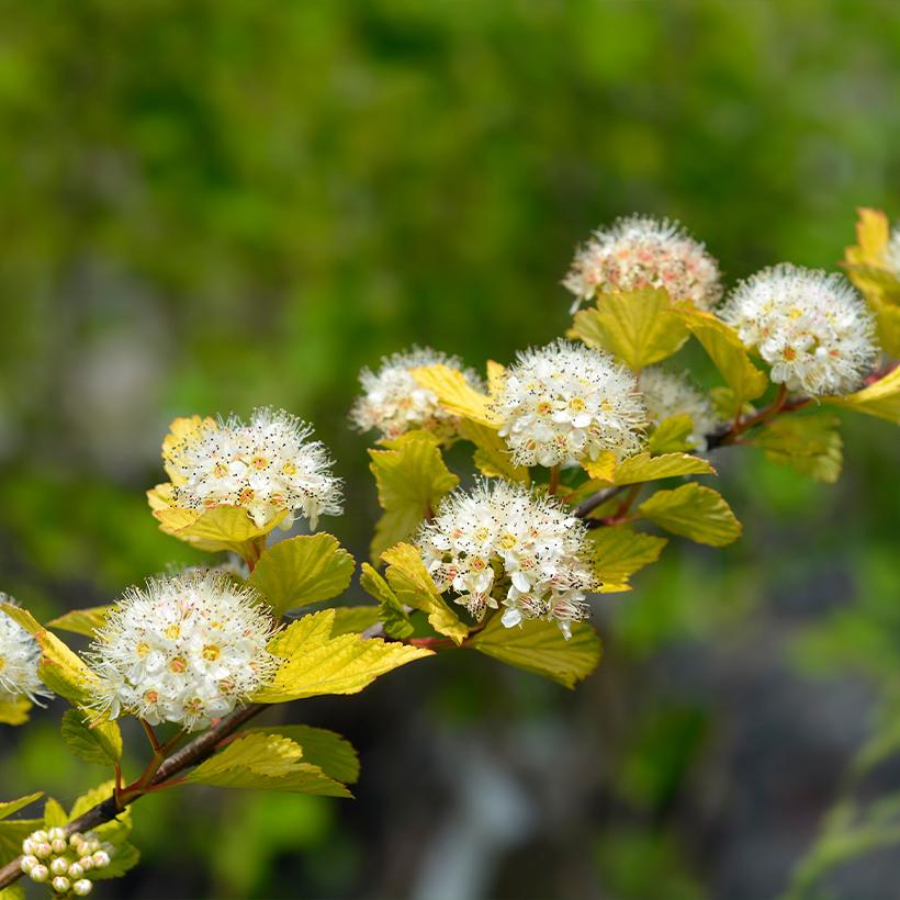 Physocarpus opulifolius Luteus - Arbuste caduc de haie au feuillage doré