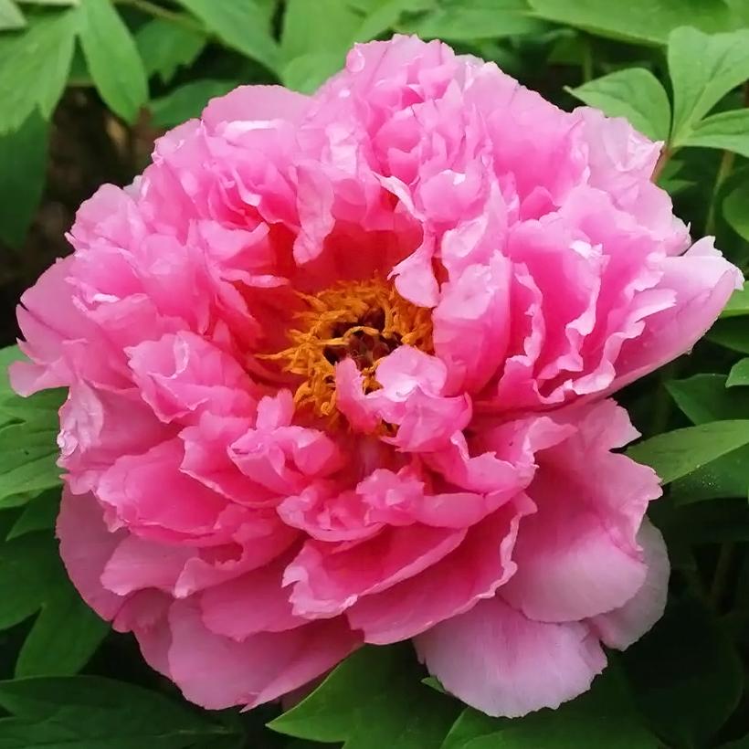 Paeonia suffruticosa Rou Fu Rong - Pivoine arbustive semi doubles rose ...