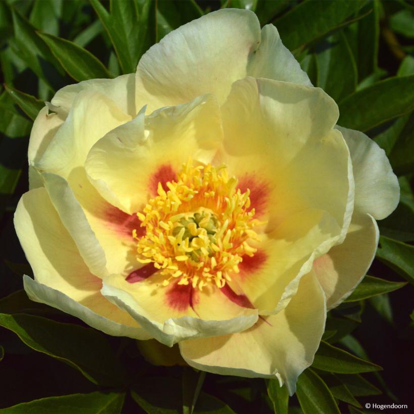 Pivoine hybride Viking Full Moon - Paeonia x itoh - Pivoine ...