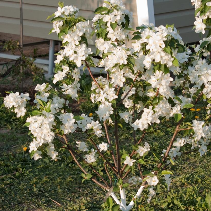 Pommier Nain Fruit me Apple me Yellow Golden - Fruitier pour pots ...
