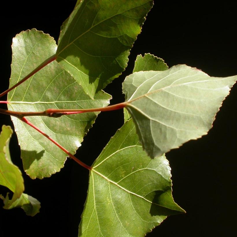 Populus euramericana (canadensis) Robusta - Peuplier du Canada à port ...
