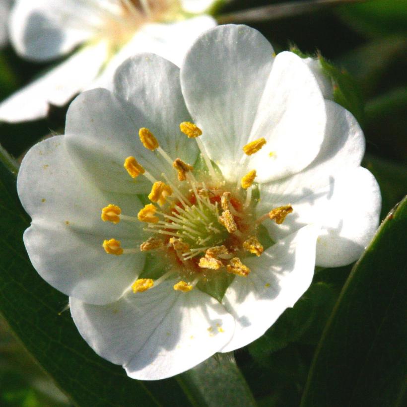 Potentilla alba - Potentille blanche - Une jolie vivace couvre sol