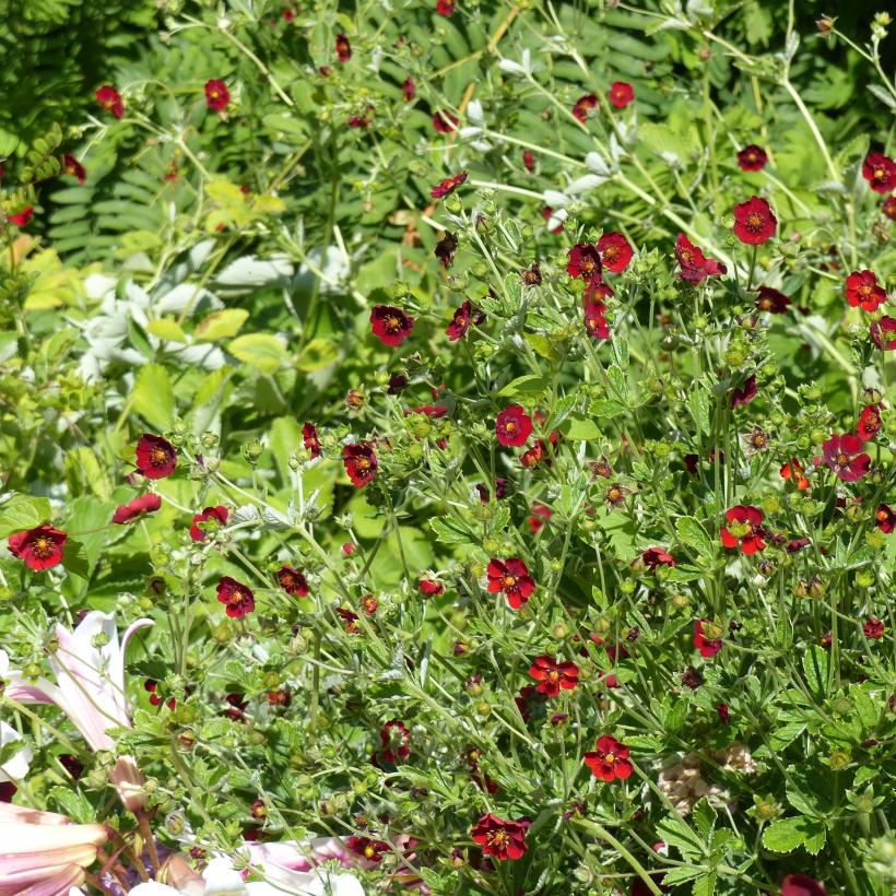 Potentilla atrosanguinea - Potentille sanguine - Vivace rustique à ...