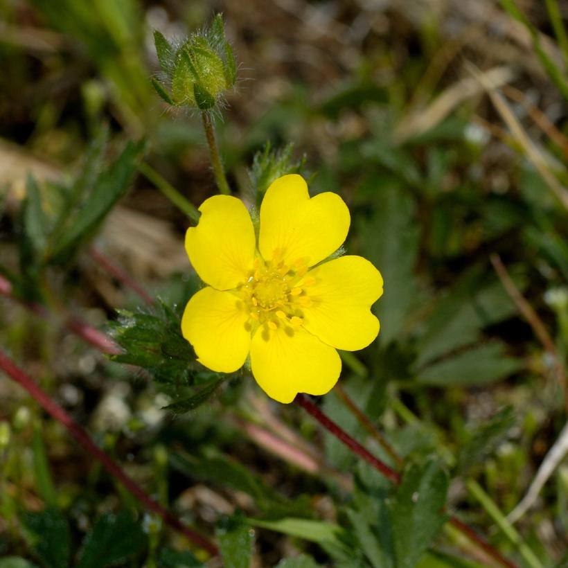 Potentilla verna - Potentille de printemps - Vivace couvre sol à fleurs ...