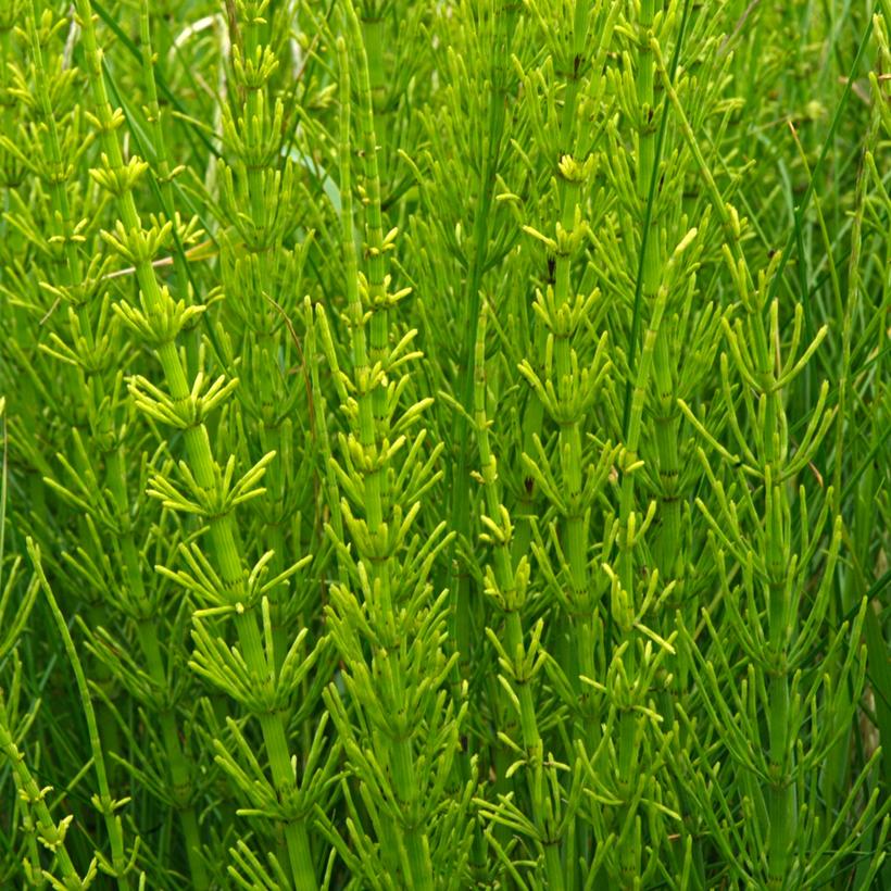 Equisetum fluviatile - Prêle des rivières ou des eaux - Vivace de berge ...