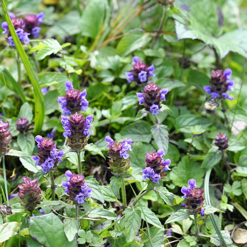 Brunelle commune - Prunella vulgaris - Vivace aux épis de fleurs bleu ...