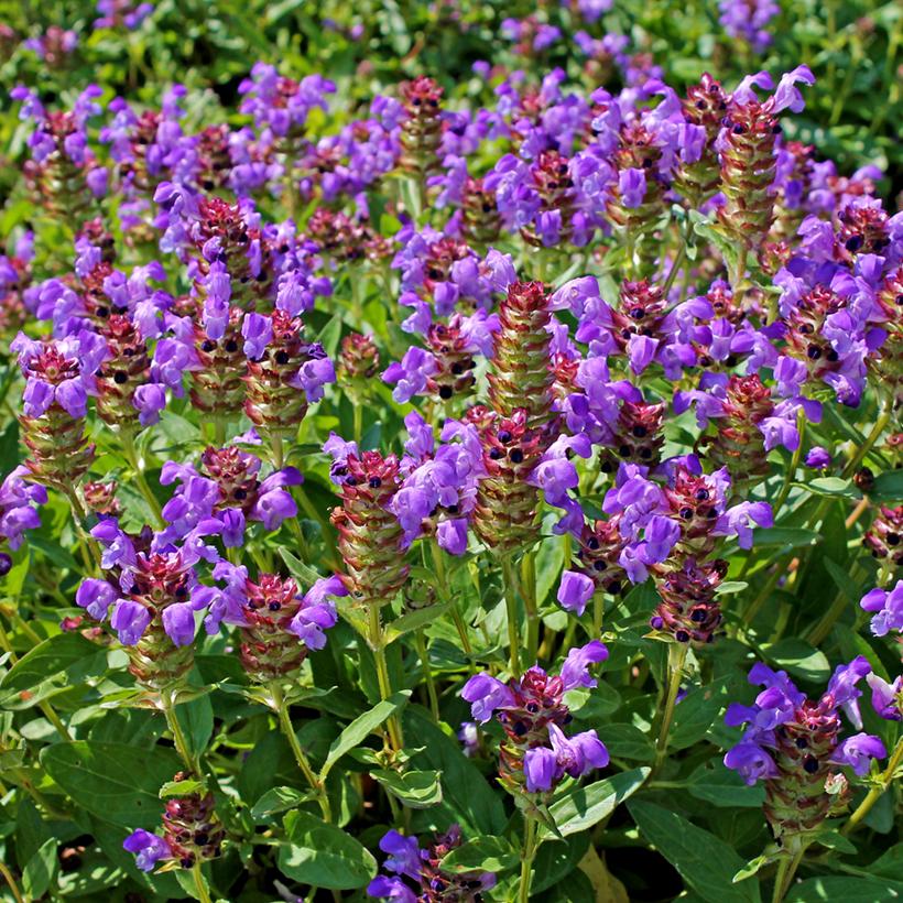 Brunelle commune - Prunella vulgaris - Vivace aux épis de fleurs bleu ...