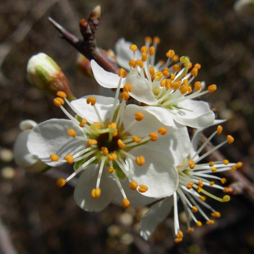 Prunus spinosa - Prunellier sauvage - Arbuste épineux à floraison blanche