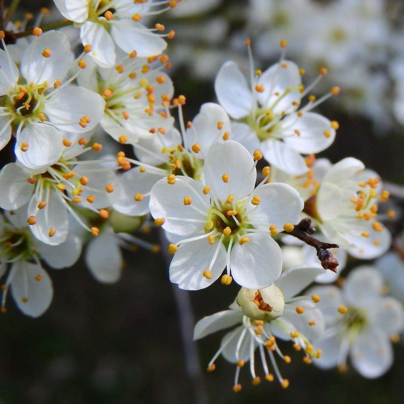 Prunus spinosa - Prunellier sauvage - Arbuste épineux à floraison blanche