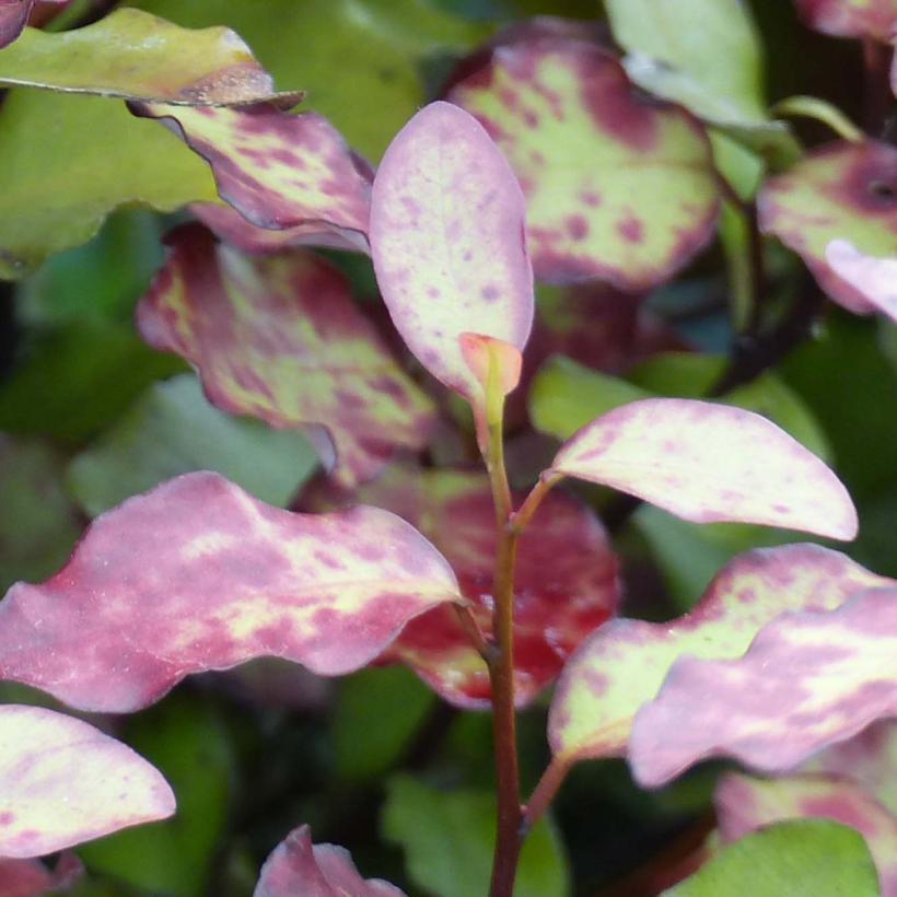 Pseudowintera colorata Red Leopard - Drimys colorata compact et éclatant