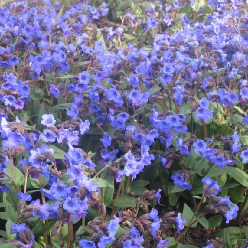 Pulmonaria Blue Ensign - Pulmonaire aux magnifiques fleurs bleu intense