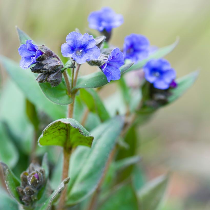 Pulmonaria Blue Ensign - Pulmonaire aux magnifiques fleurs bleu intense