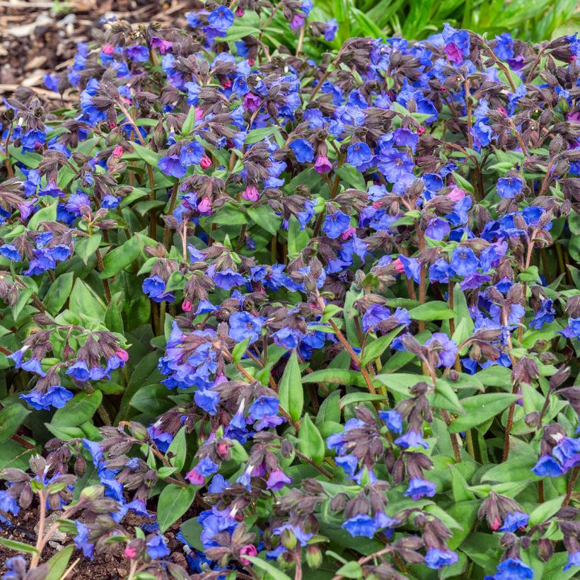 Pulmonaria Blue Ensign - Pulmonaire aux magnifiques fleurs bleu intense