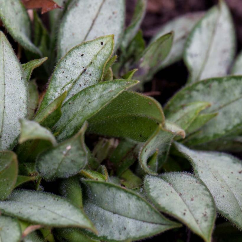 Pulmonaria Samourai - Une pulmonaire hybride argentée aux grappes de ...