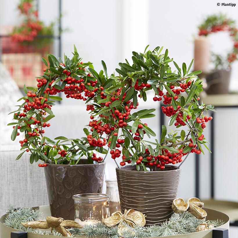 Pyracantha coccinea Red Star - Buisson ardent peu épineux à baies rouges