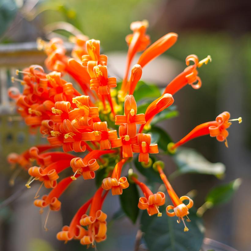 Liane aurore - Pyrostegia venusta - Bignoniacée grimpante à floraison ...