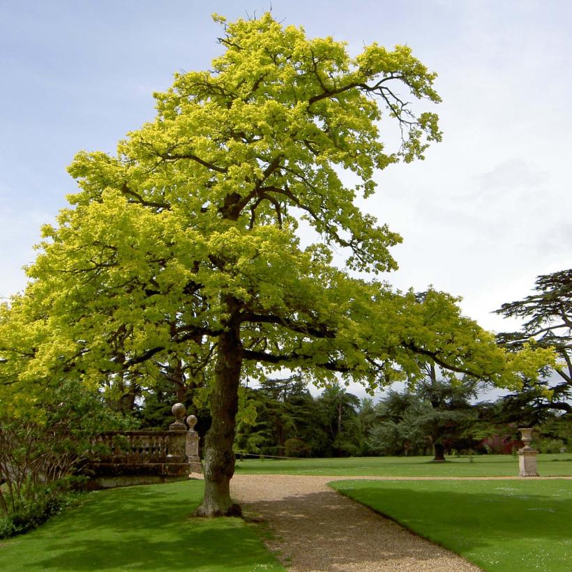 Quercus robur Concordia - Chêne pédonculé doré pour petit jardin