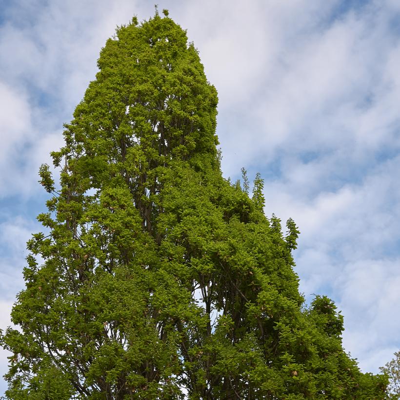 Quercus robur Fastigiata - Chêne pédonculé de port fastigié à pyramidal