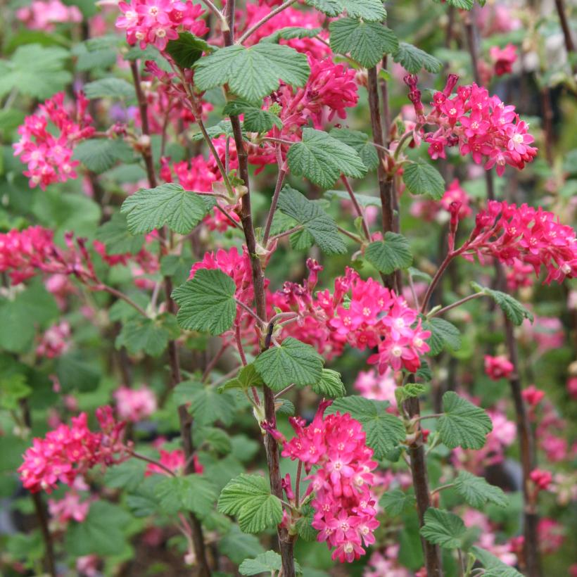 Ribes sanguineum King Edward VII - Faux-Cassis à fleurs rose vif