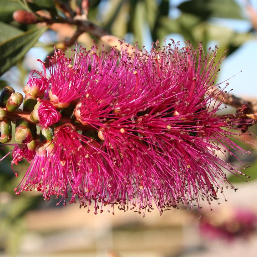 Callistemon violaceus - Arbuste à fleurs rose violacées en forme de ...