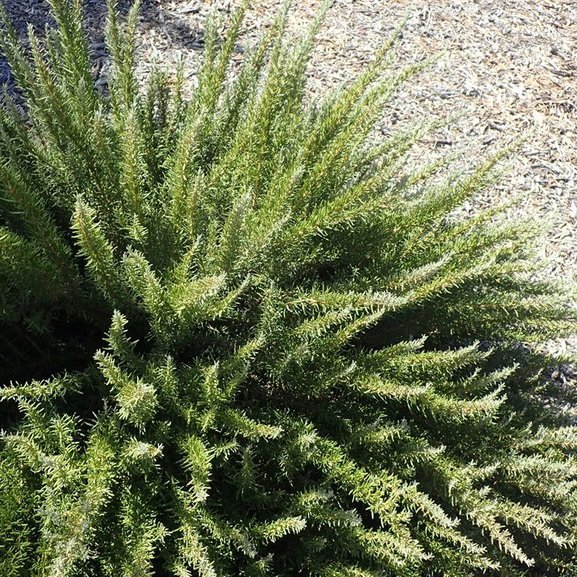 Romarin - Rosmarinus officinalis Tuscan Blue - Variété vigoureuse ...